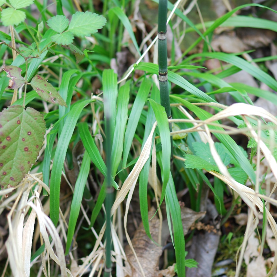 False brome - Calapooia Watershed Council